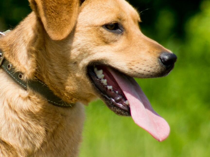 Ирма, 10 месяцев, ищет дом