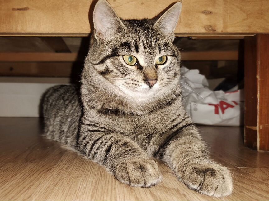 Котёнок-полосатик. Мальчик