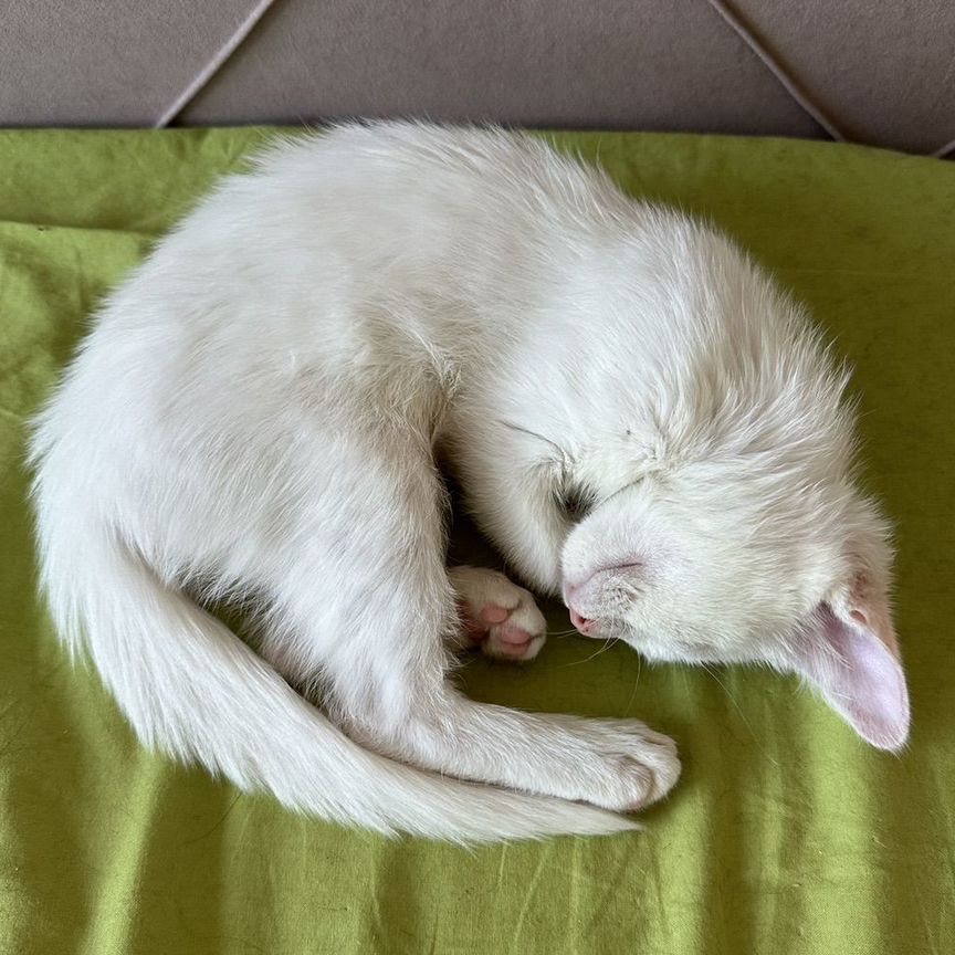 Котятка в добрые ручки
