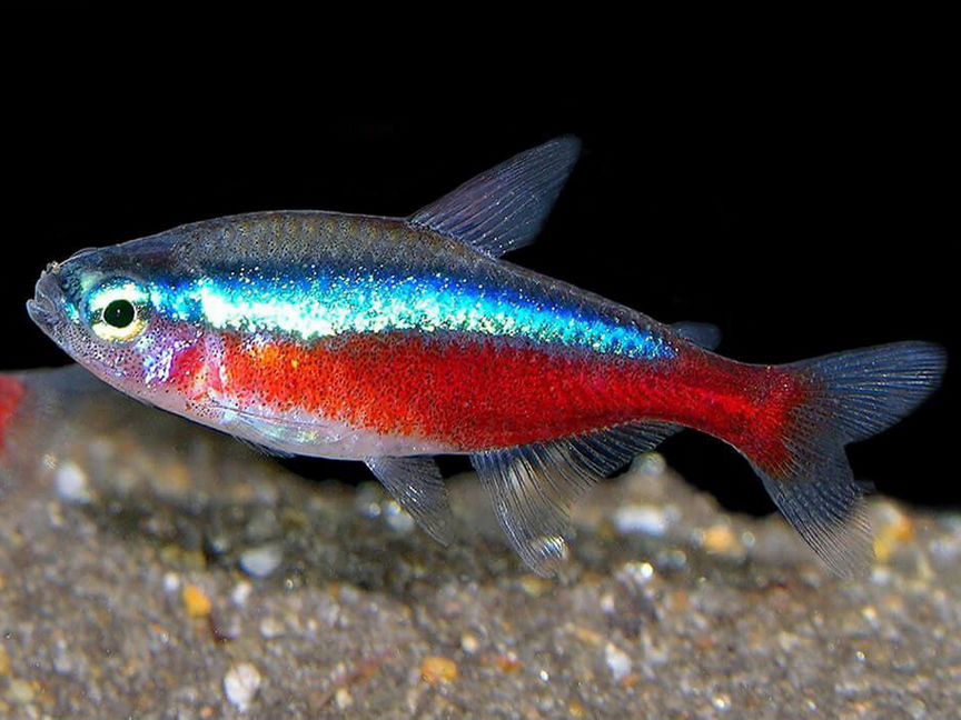 Отдам рыб бесплатно