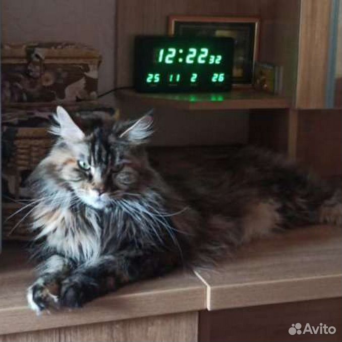 Ищу чистокровного мальчика мэйкуна для вязки