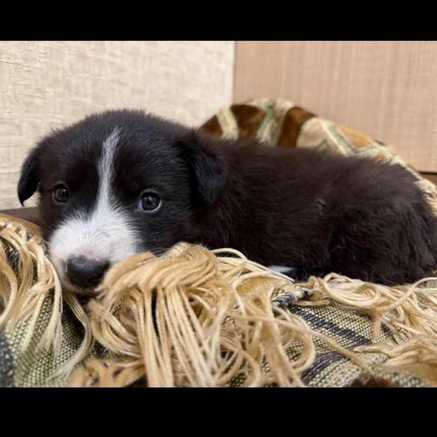 Щенки дворняжки 1 месяц