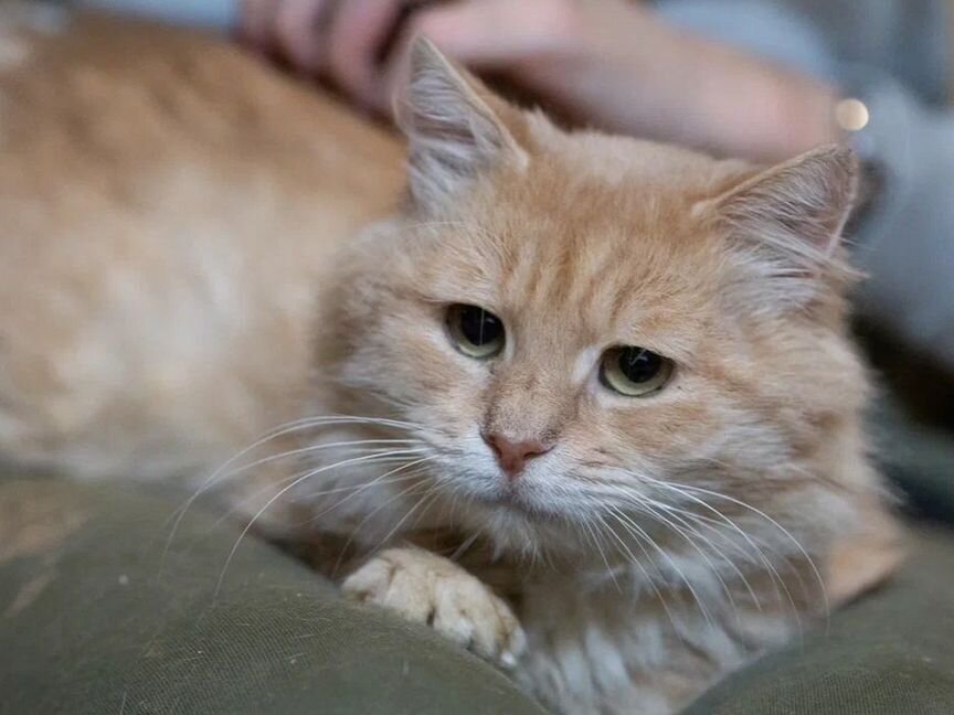 Нежный персик Антоний в заботливые руки