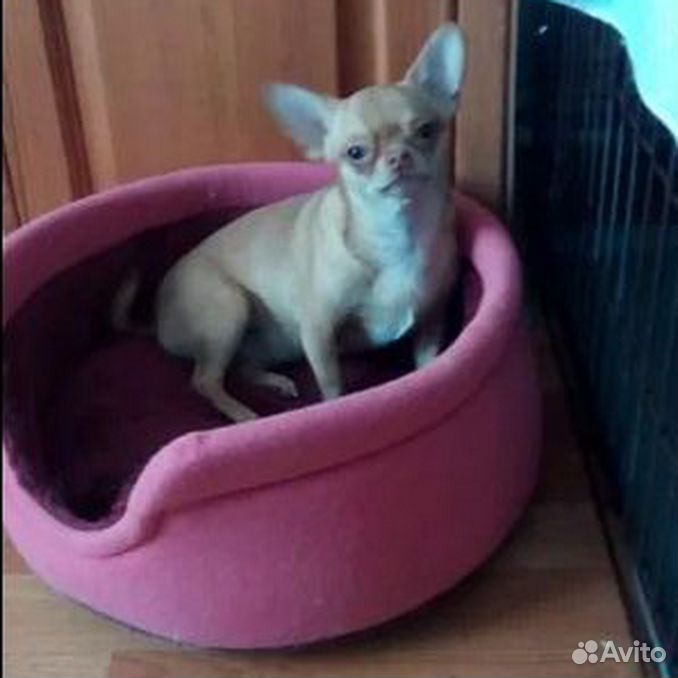 Взрослая девочка чихуахуа документы РКФ