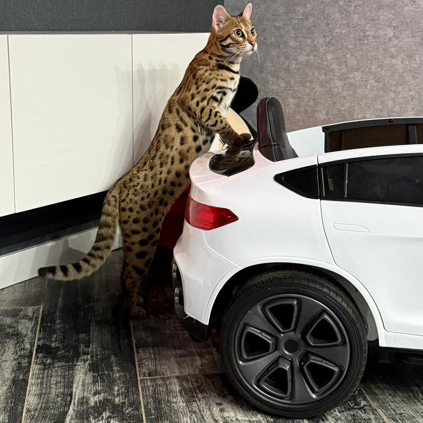 Бенгальская ф1