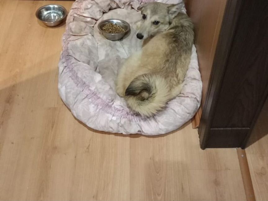 Собачка Лиза в хорошую семью бесплатно