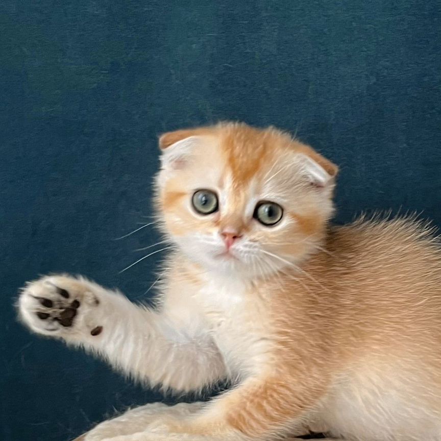 Котёнок мальчик Барни