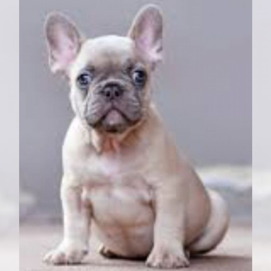 Французский бульдог, щенок
