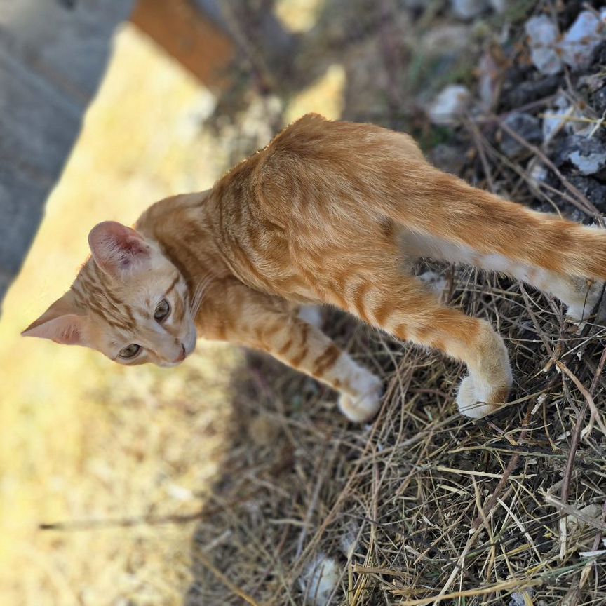 Кошка