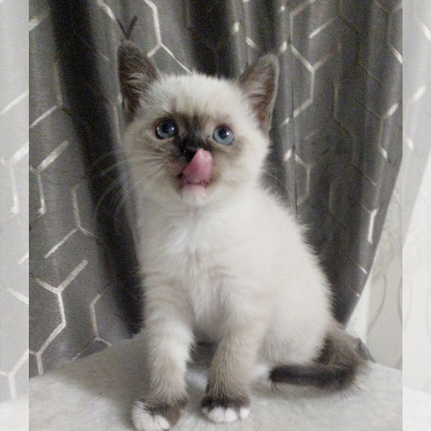 Котята