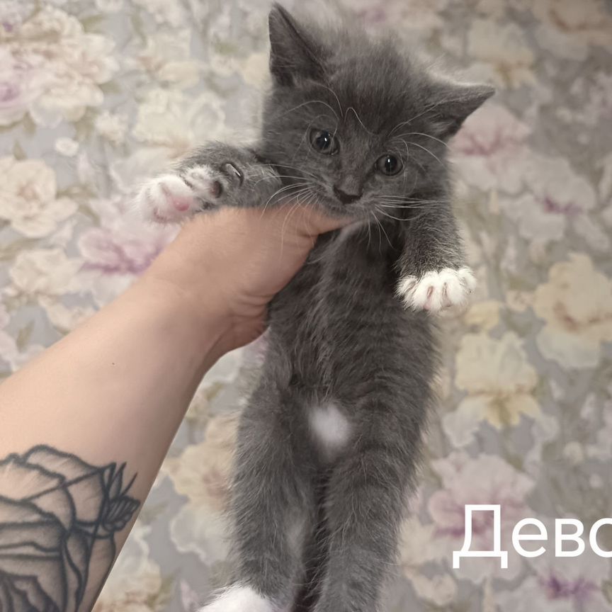 Русский голубой котёнок