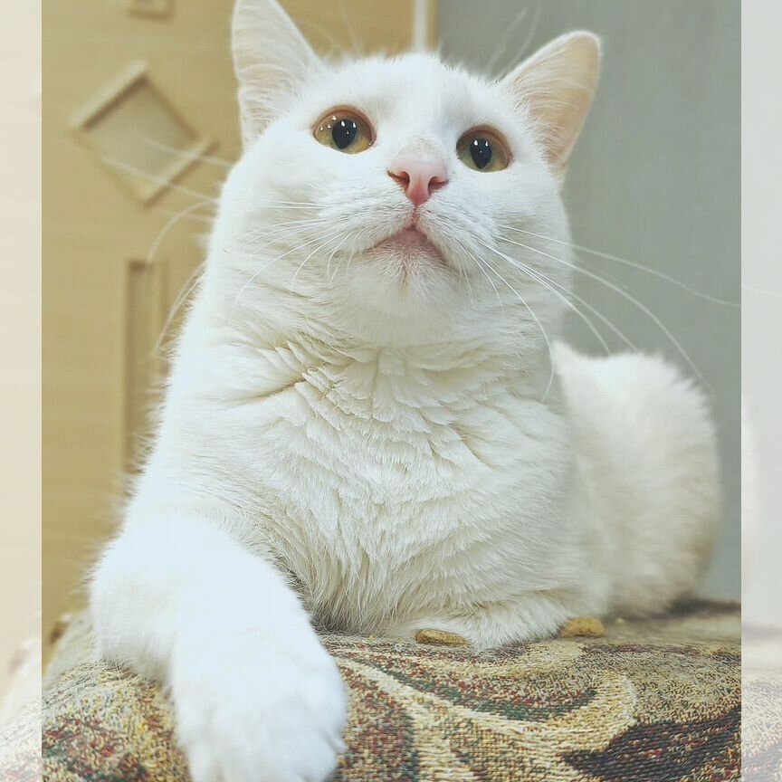 Белоснежный кот Беляш