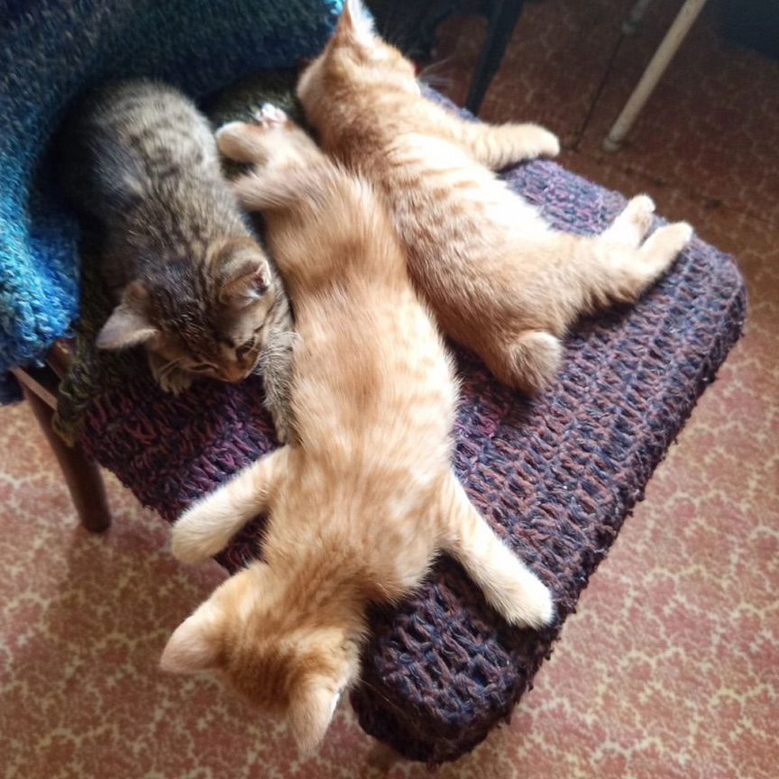 Котёнок в добрые руки