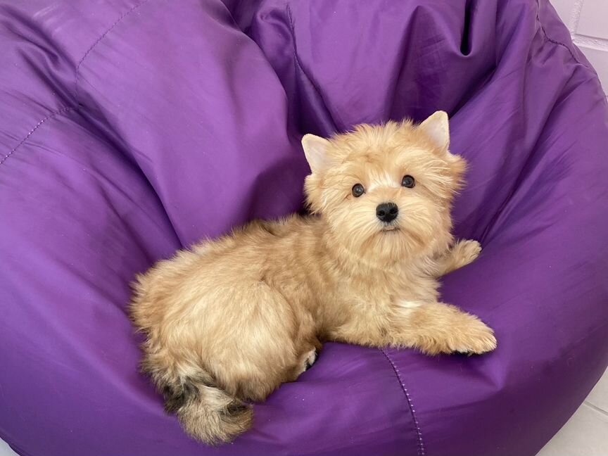 Голддаст йорк рыжая крупная девочка