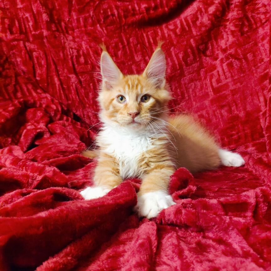 Котята мейн-кун из питомника