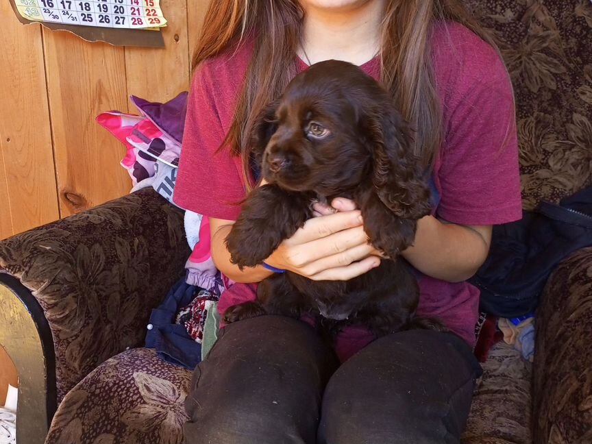 Кокер спаниель