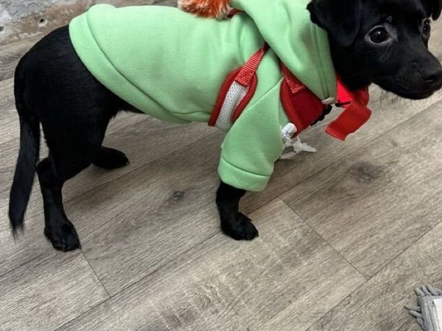 Отдам собаку в добрые руки