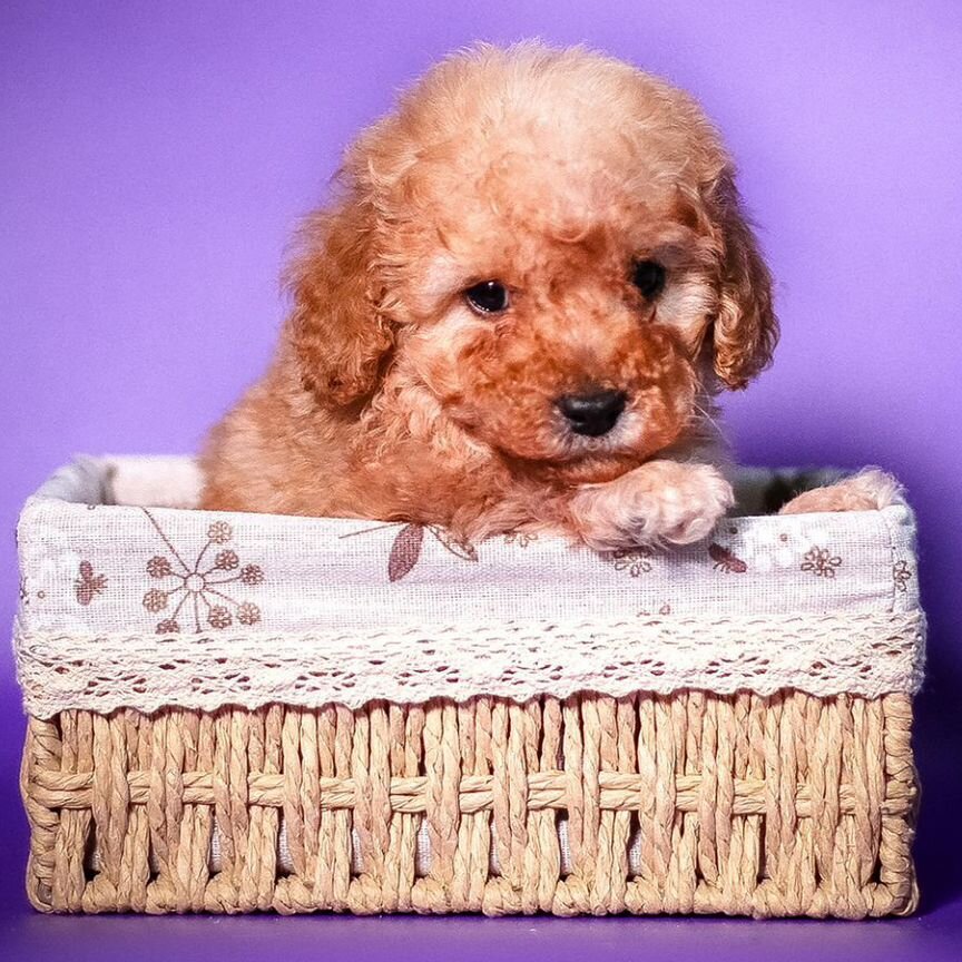 Пудель, щенок