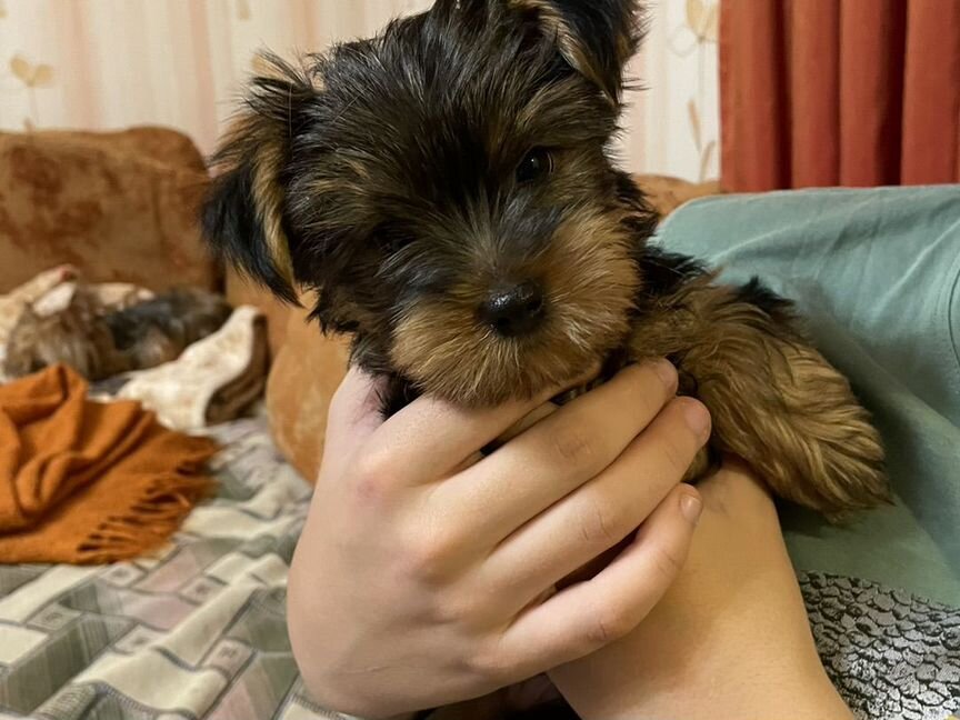 Йоркширский терьер