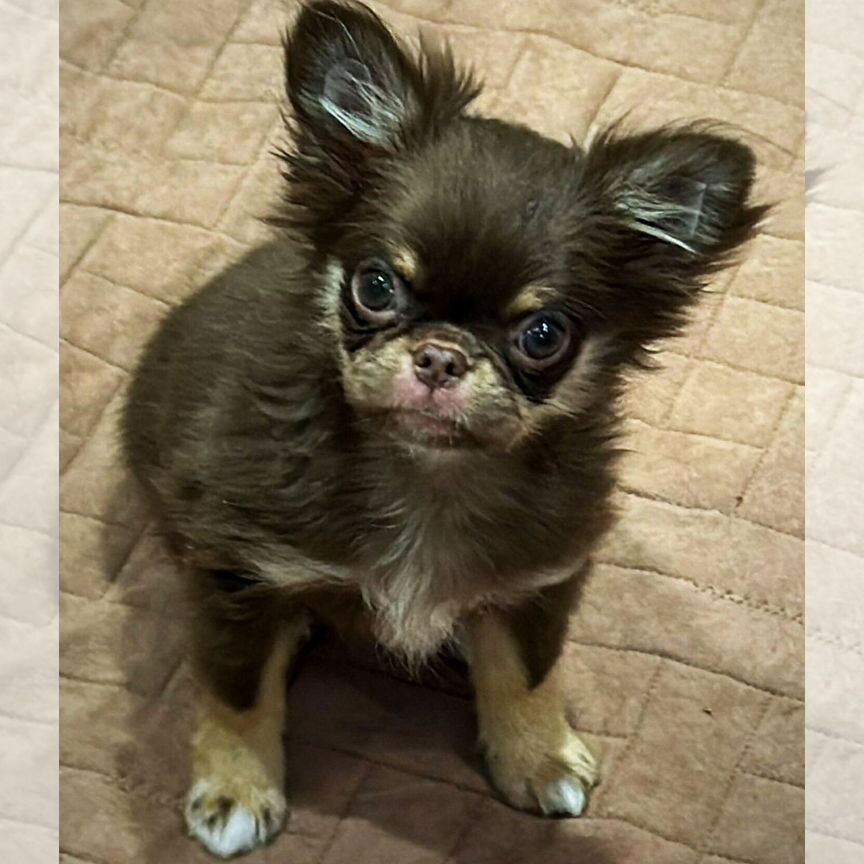 Чихуахуа, щенок