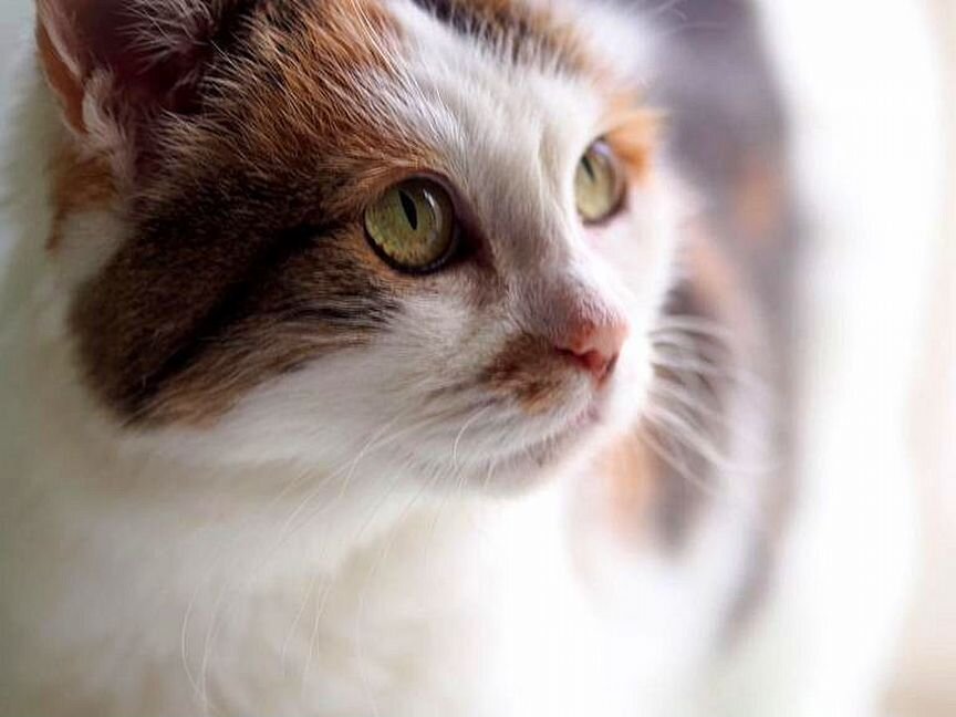 Кошка Нежная, ласковая киса