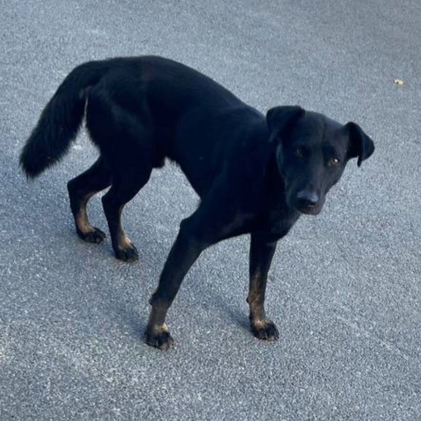 Розыск собаки