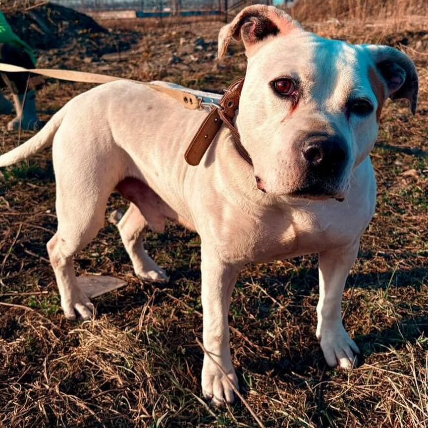 Взрослый пёс в добрые руки