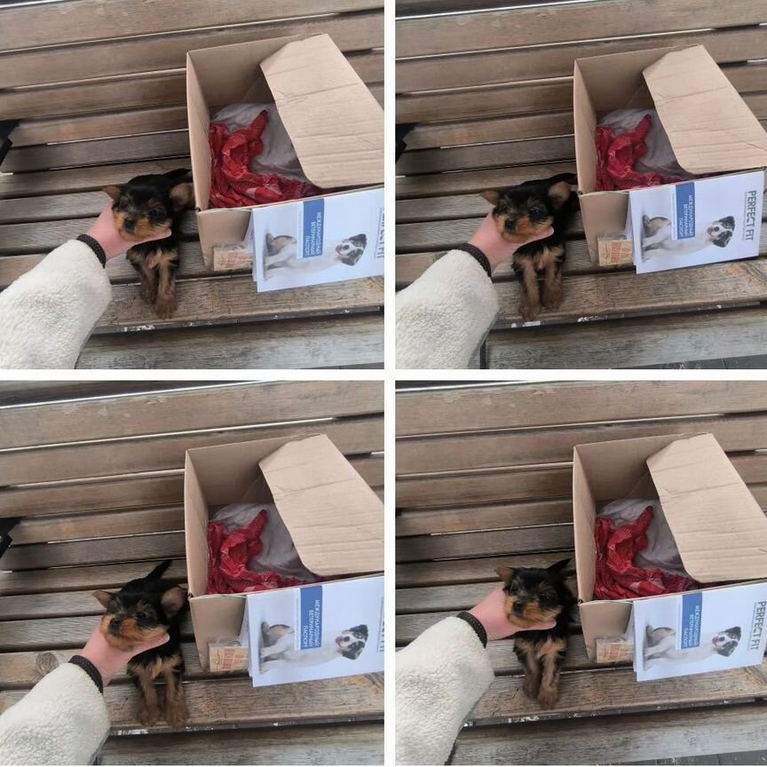 Щенок от частного владельца