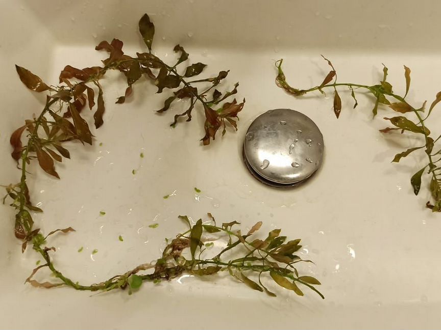 Аквариумные растения