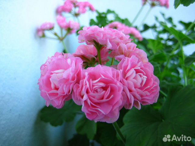 Черенок Пеларгония Герань Swanland Pink розебудная купить в Челябинске ...
