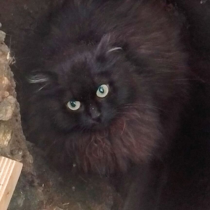 Кошка Шаманка ищет дом