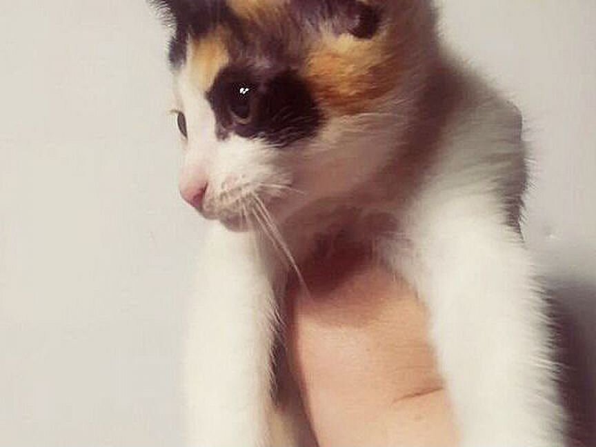 Трехцветный котенок