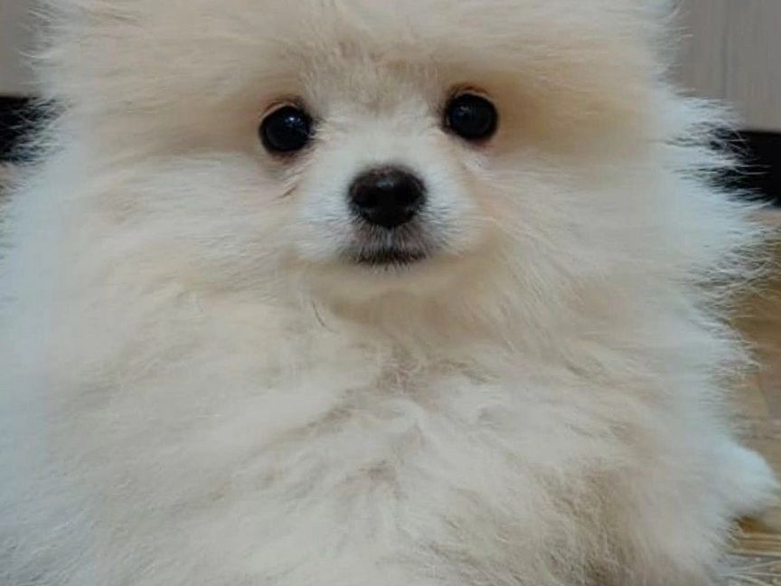 Померанский шпиц