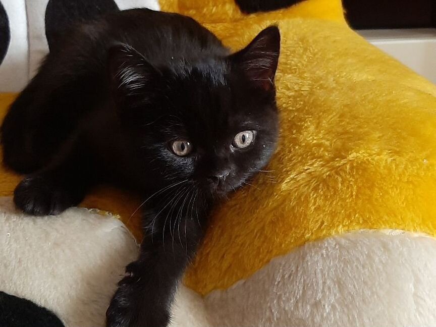 Британские котята короткошерстные