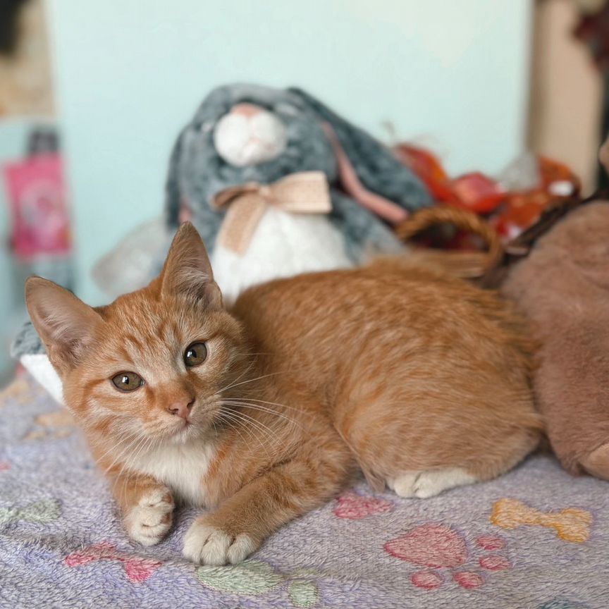 Очаровательный ласковый рыжик