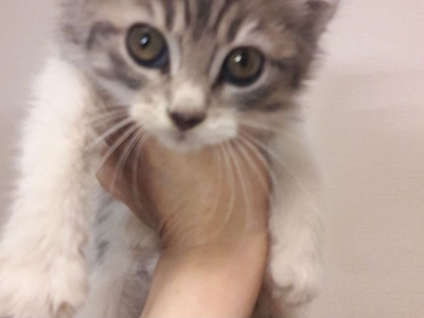 Маленький котик в добрые ручки