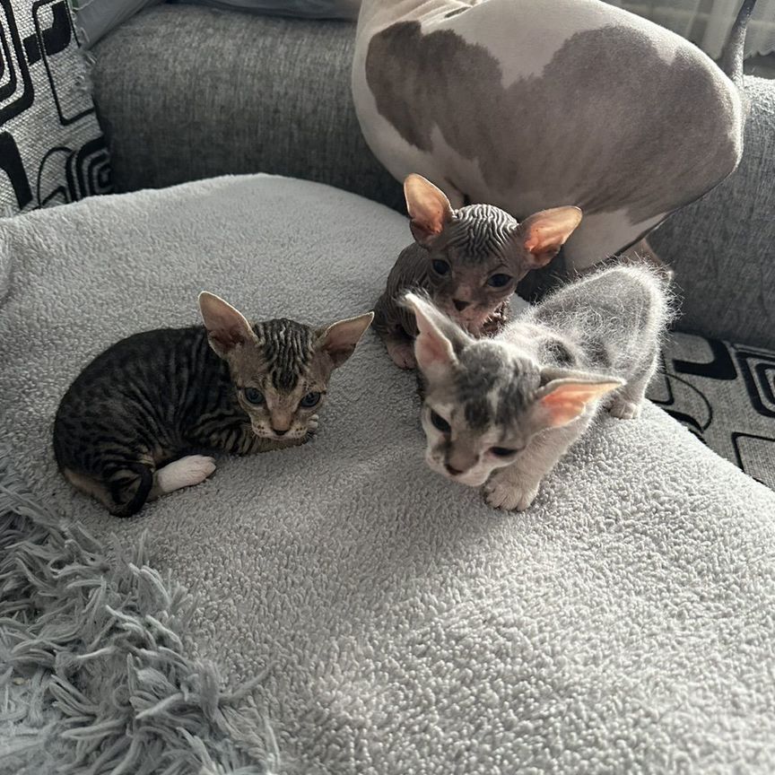 Котята донского сфинкса