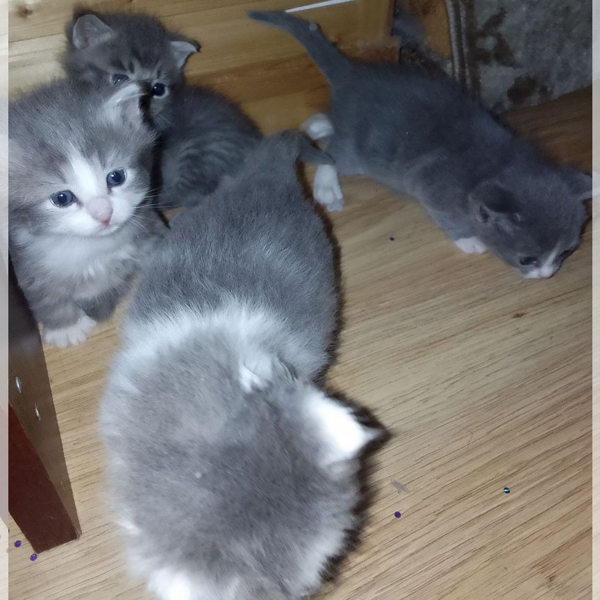 Котёнок от частного владельца