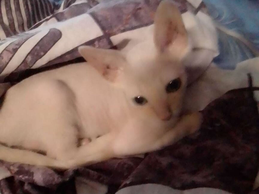 Котенок мальчик 2 месяца,мама и папа сфинкс