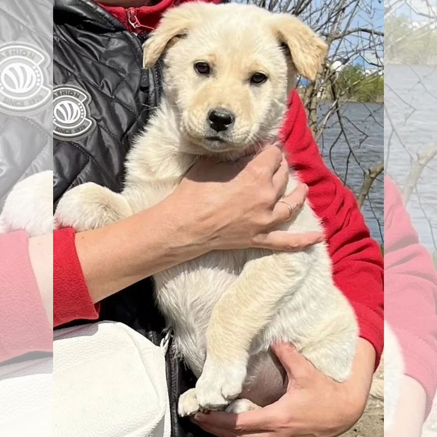 Щенок в добрые руки