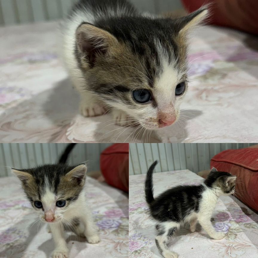 Котята в добрые руки