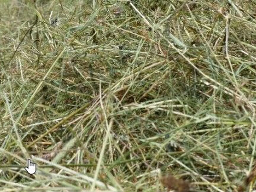 Сено в развес