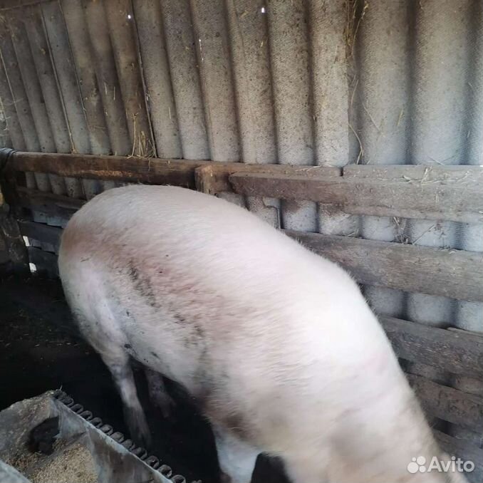 Хряк на племя