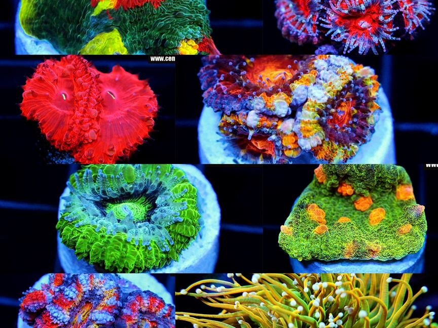 Морские кораллы живые