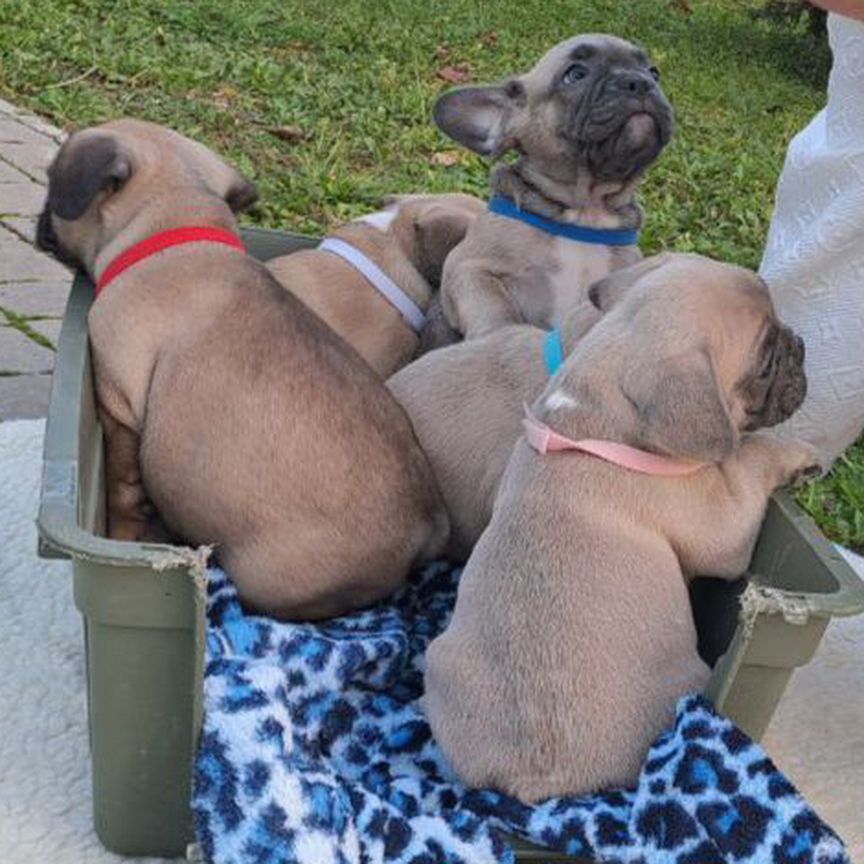 Французский бульдог, щенок