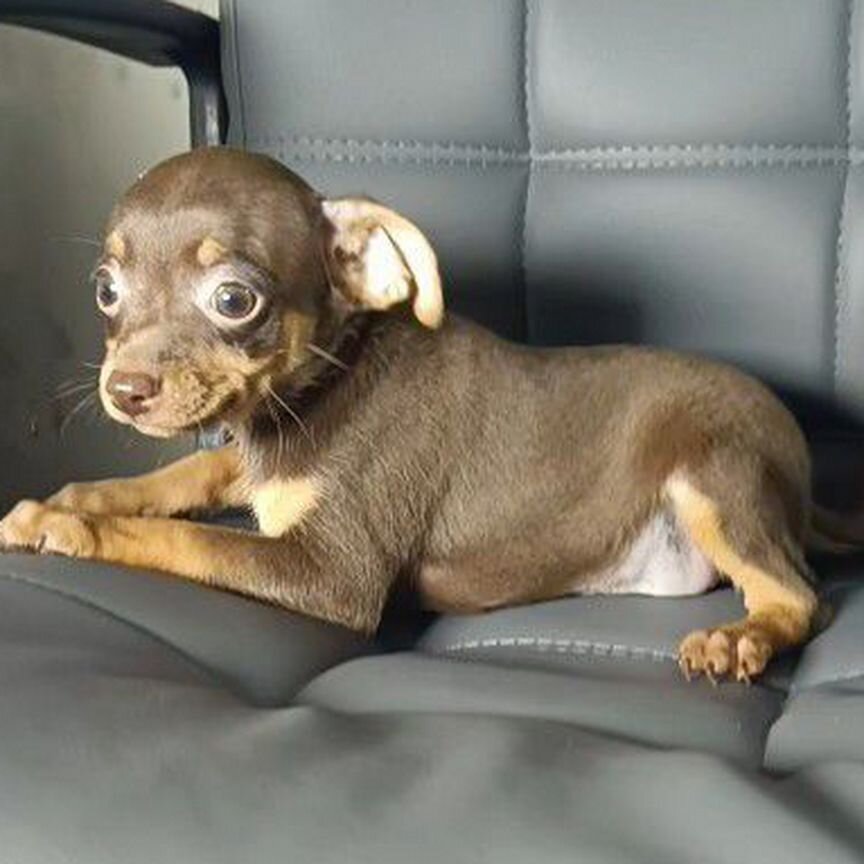 Той-терьер мальчик