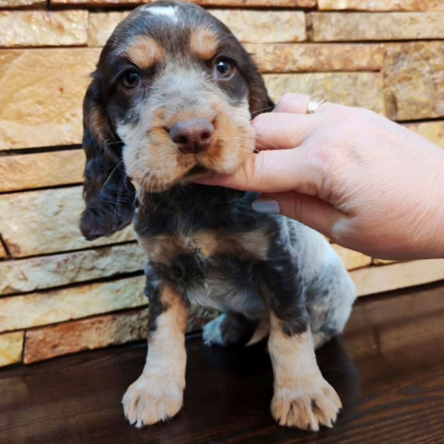 Братики Русского Охотничьего Спаниеля