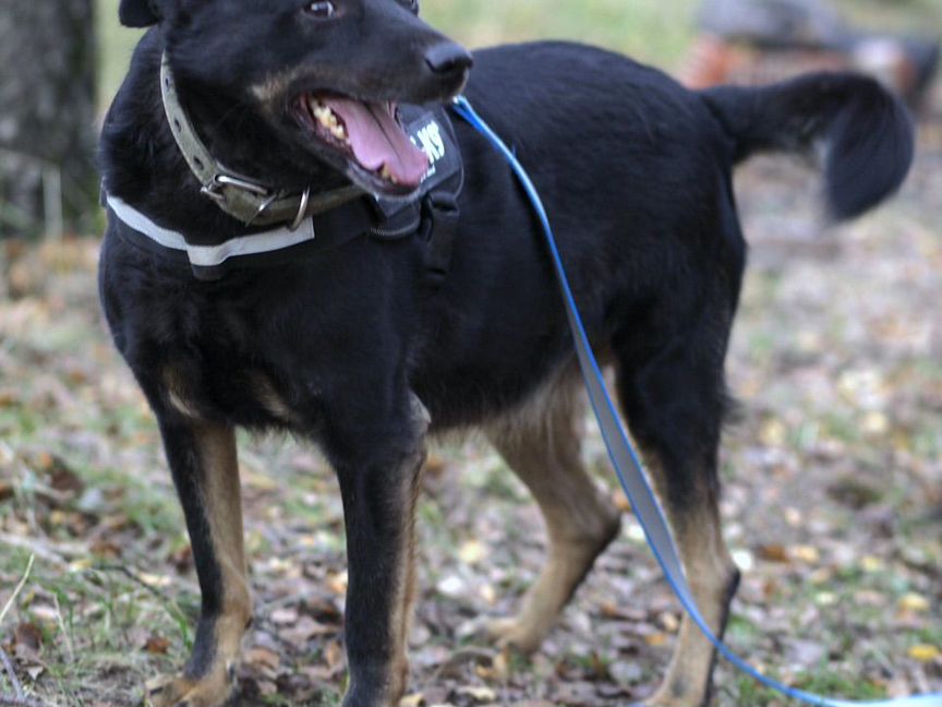 Собака в добрые руки