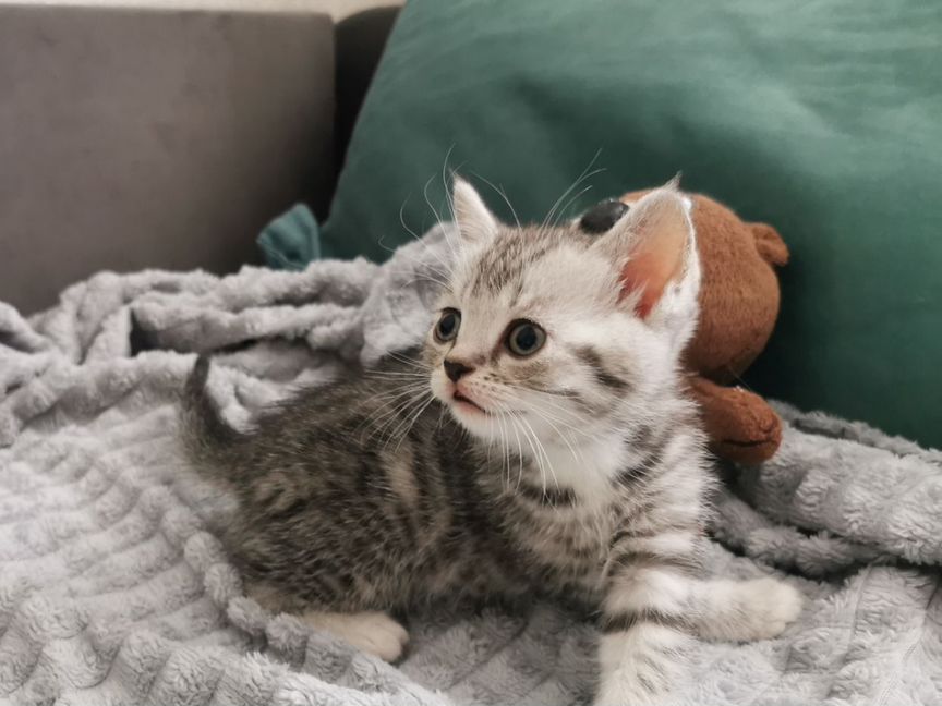 Шотландская котята