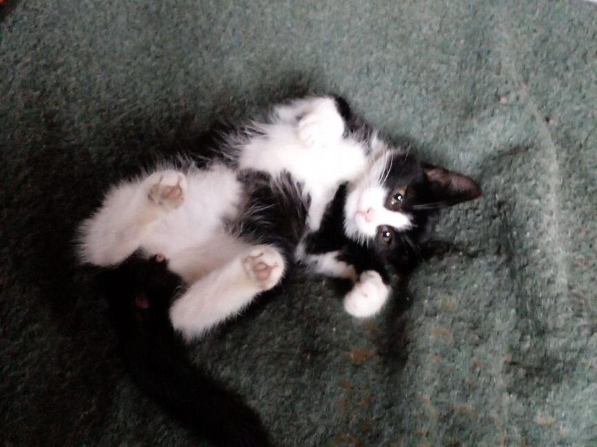 Котик в хорошие руки